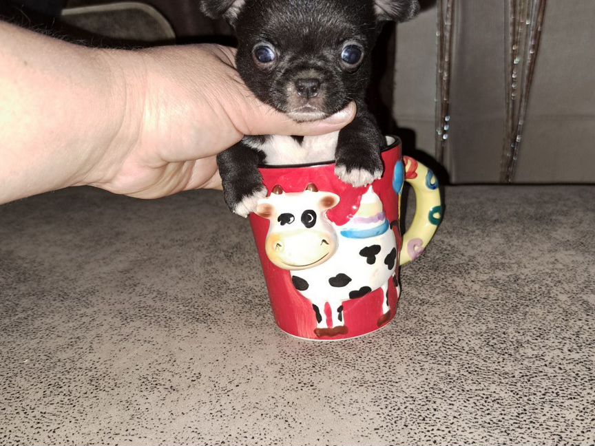 Мини букашка