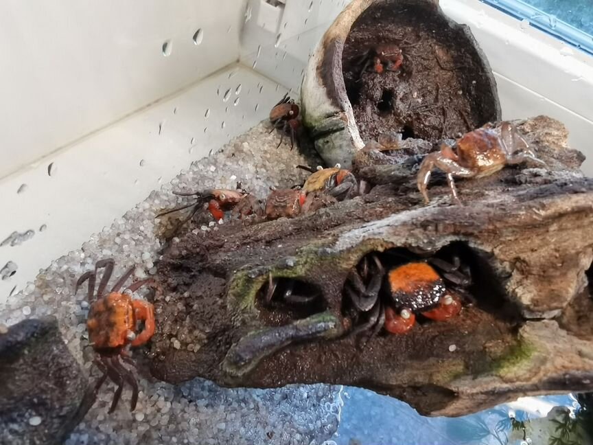 Аквариум с крабами