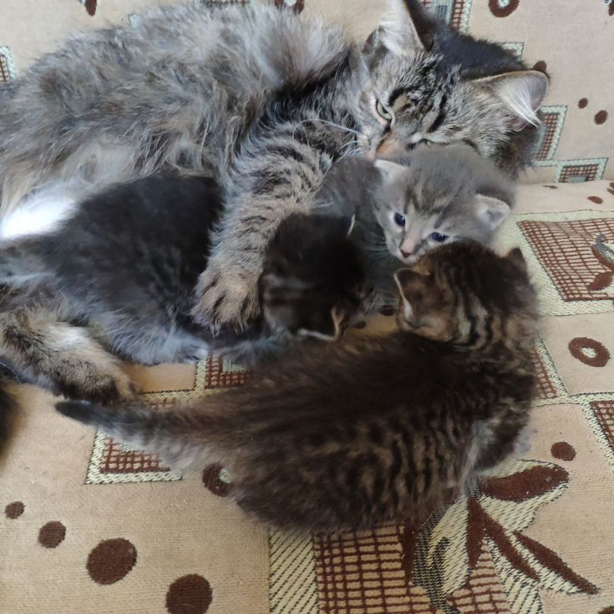 Котята в добрые руки