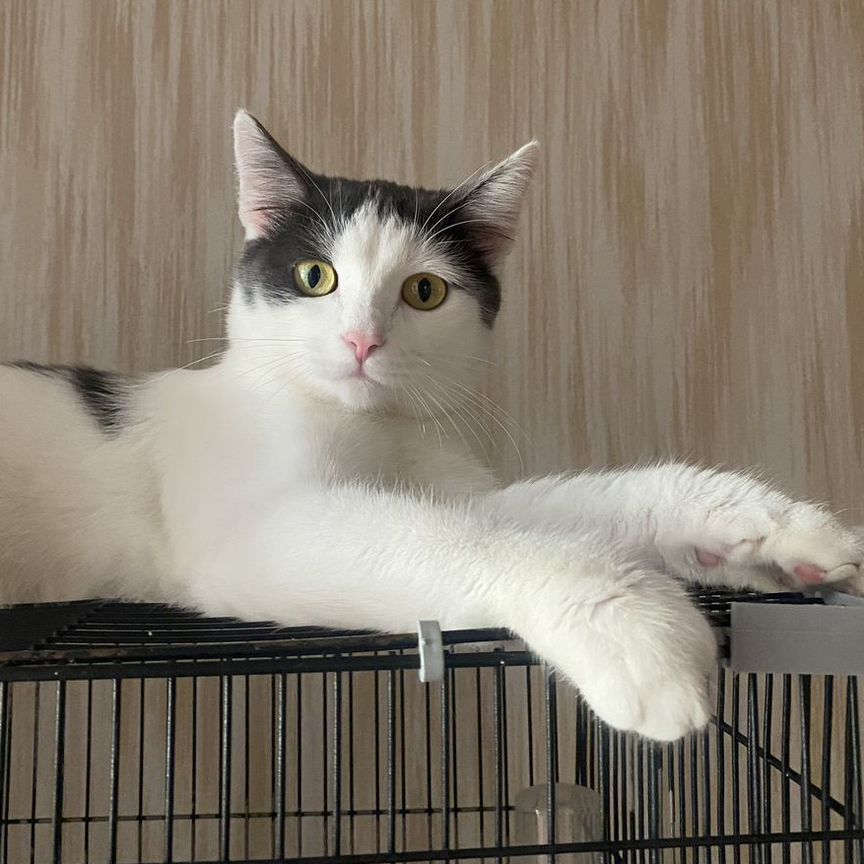 Взрослая, кошка в добрые руки