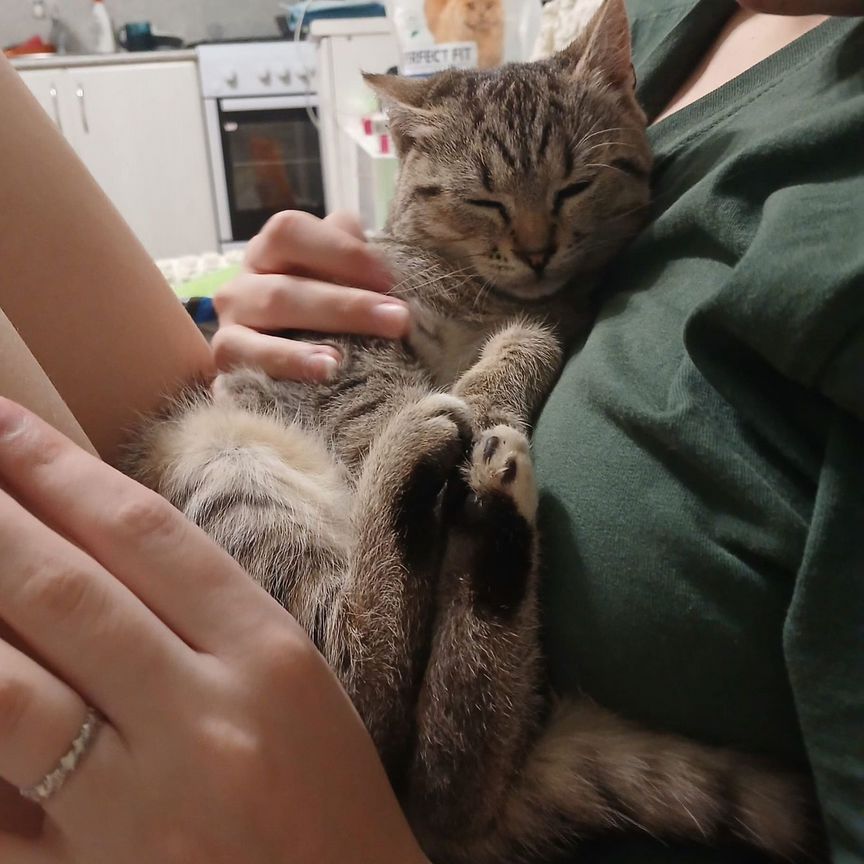 Котенок Вася в добрые руки