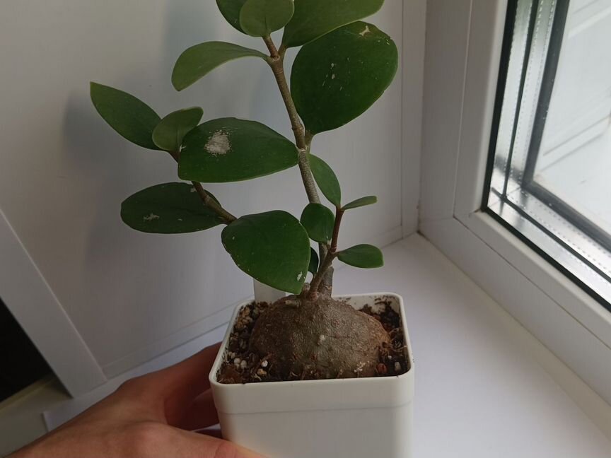 Hydnophytum moseleyanum