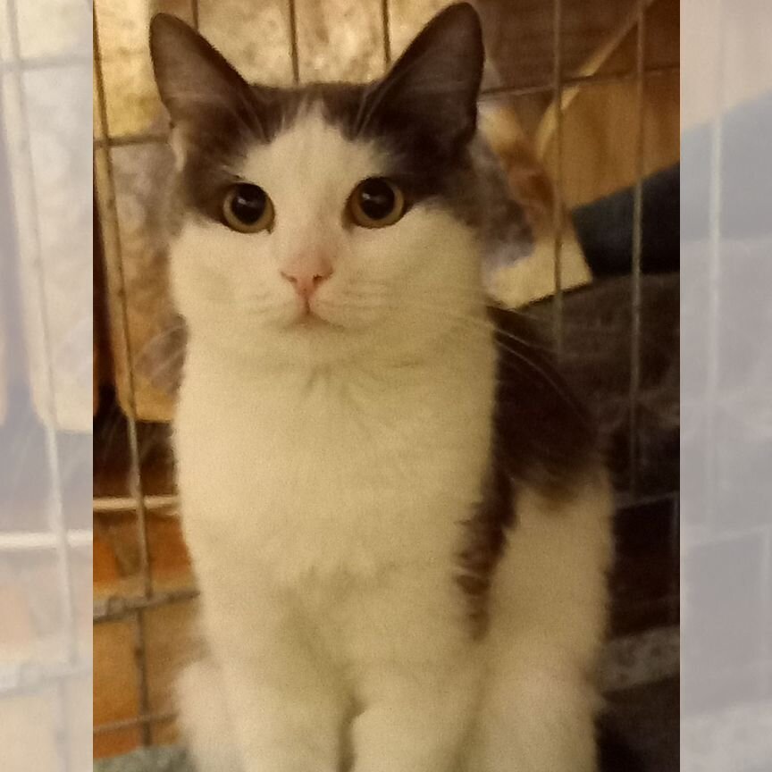 Взрослая кошка в добрые руки