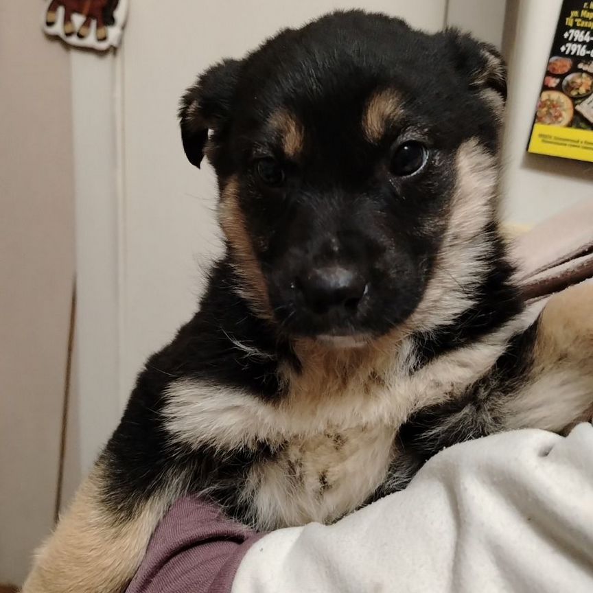 Щенок в добрые руки