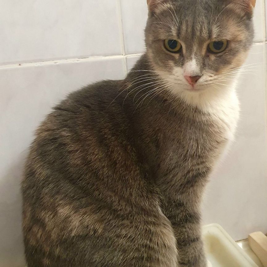 Молодая кошечка Гера