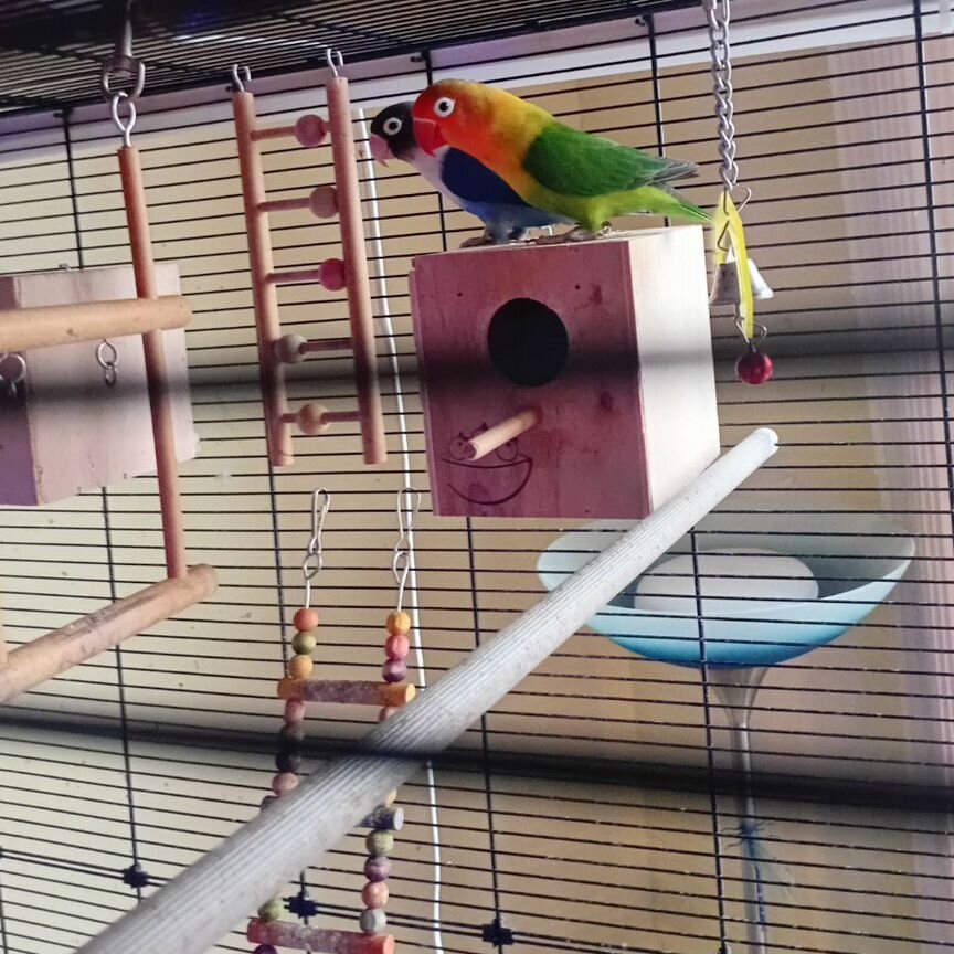 Неразлучники фишера