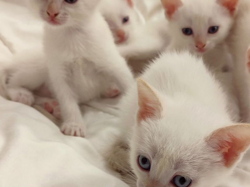 Тайские котята red point