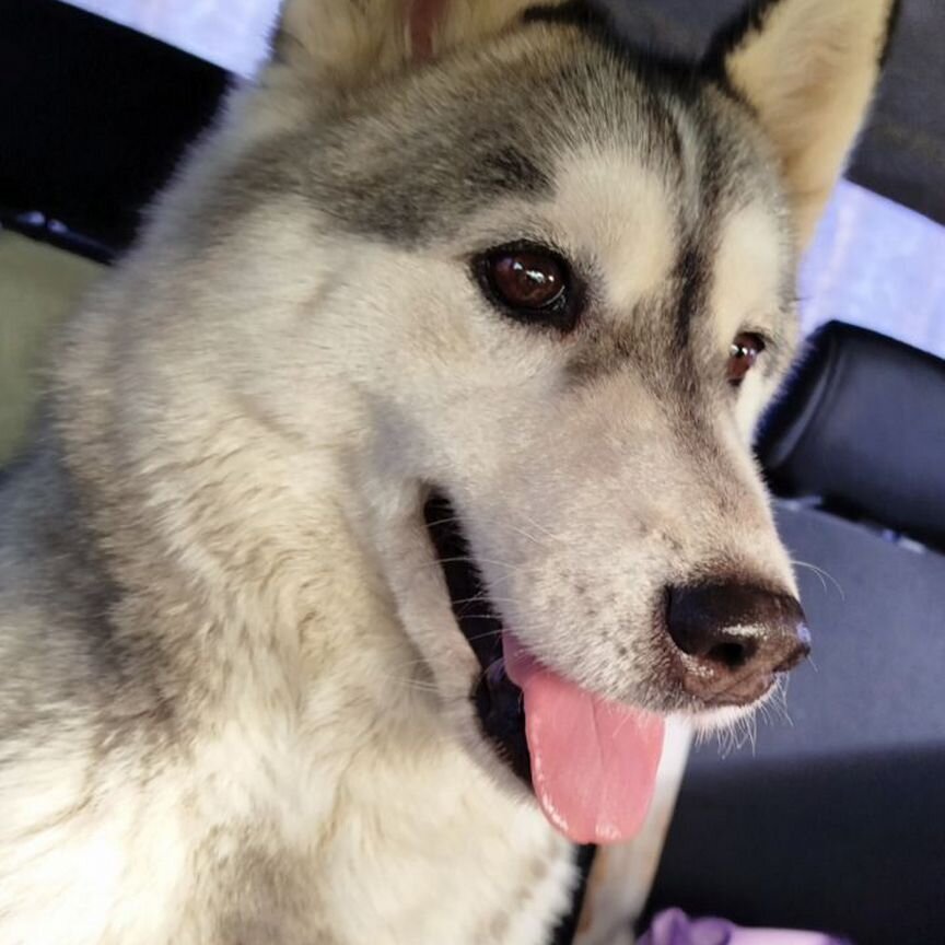 Сибирский хаски