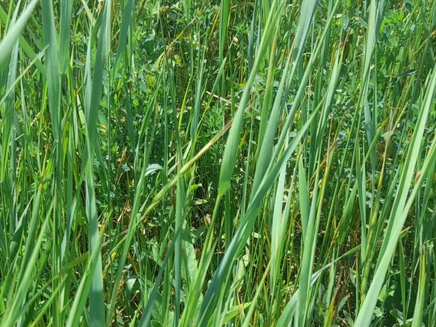 Люцерна 2 укос,солома в рулонах вес 200кг