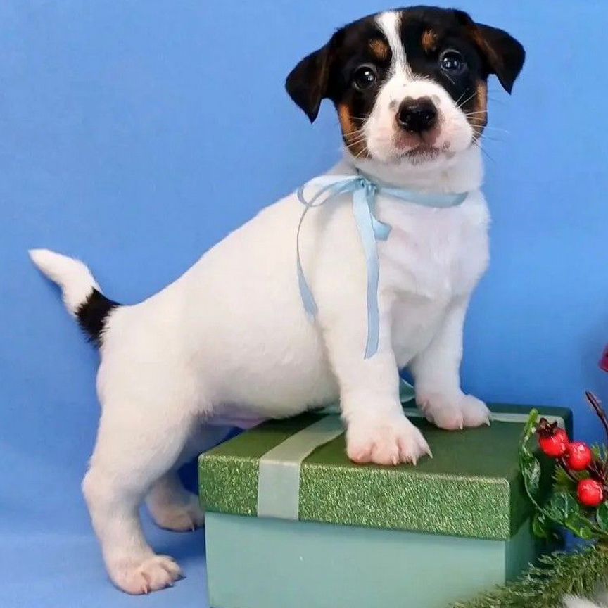 Джек-рассел-терьер, щенок