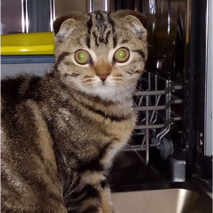 Шотландский вислоухий короткошёрстный котёнок