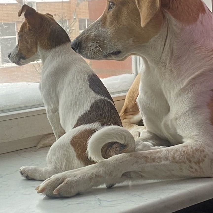 Выгул собак