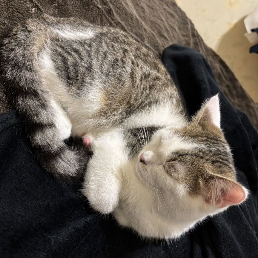 Котенок