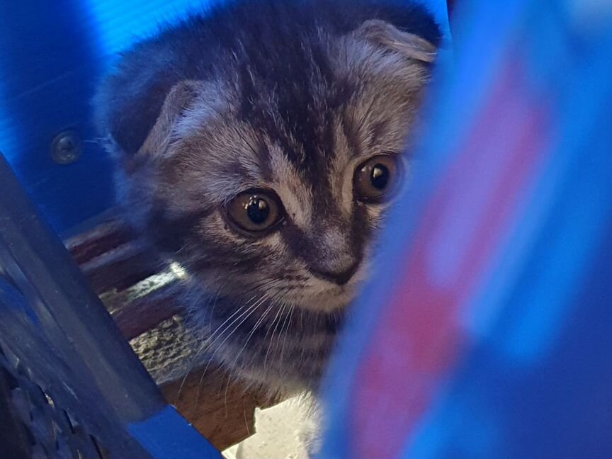Вислоухая кошечка