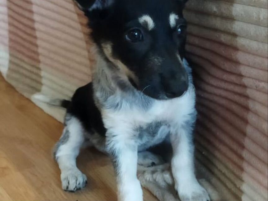 Щенок. Девочка. Ессентуки. Ищем добрые ручки для