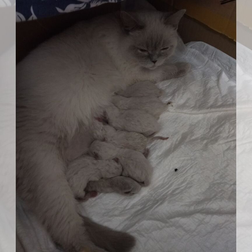 Шотландский прямоухий короткошёрстный котёнок