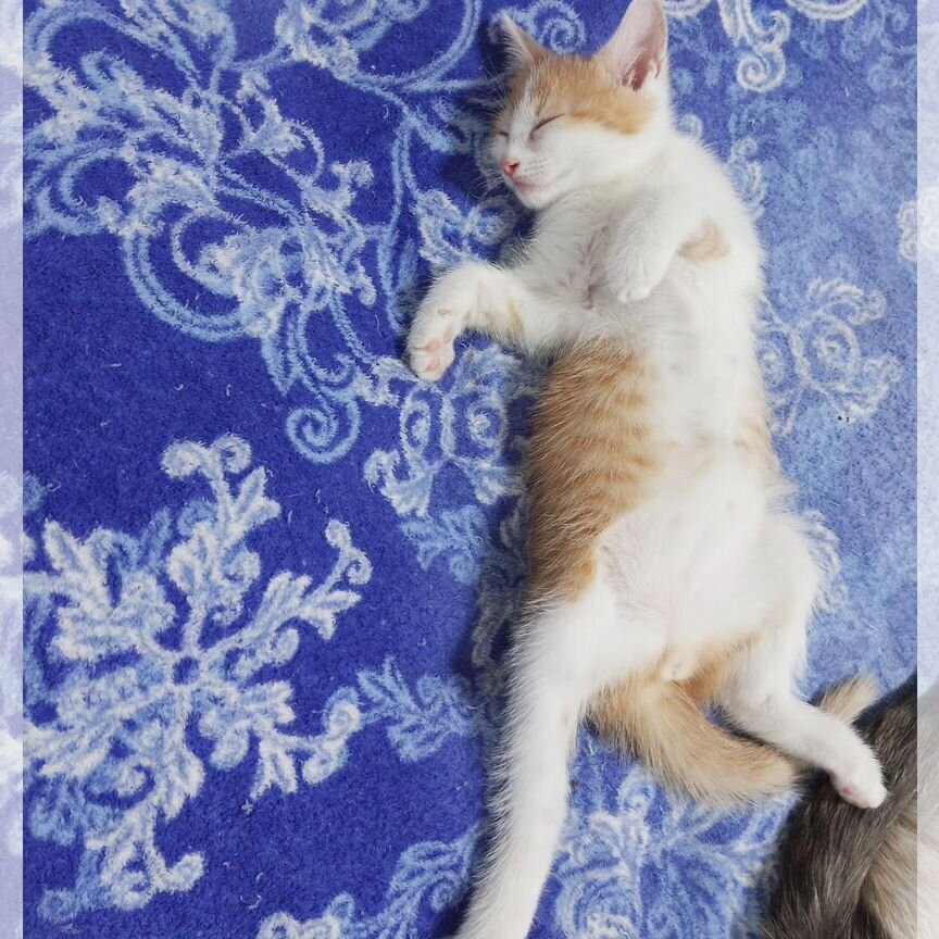 Котёнок в добрые руки