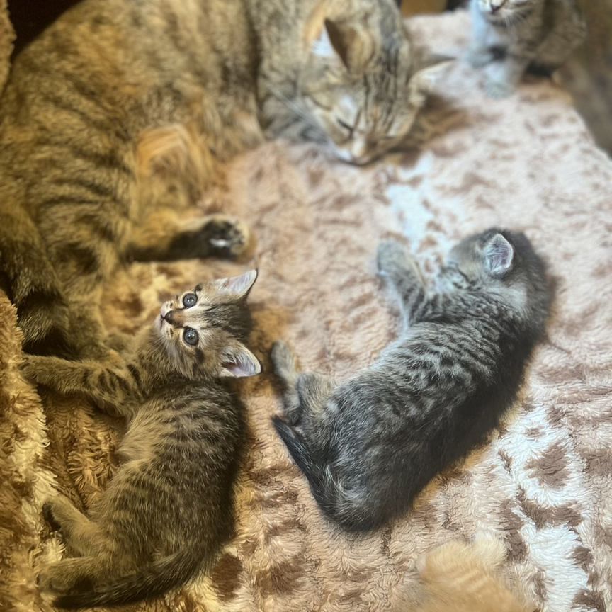 Котята в добрые руки бесплатно