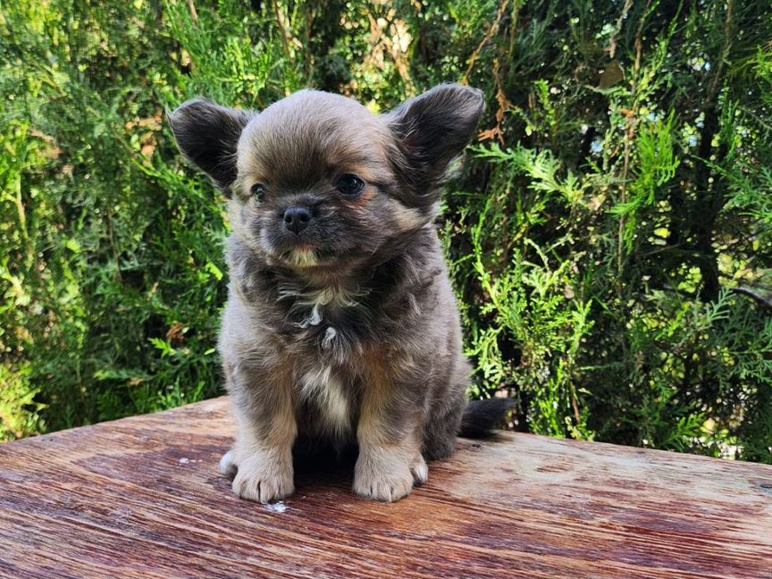 Щенки чихуахуа длинношерстные