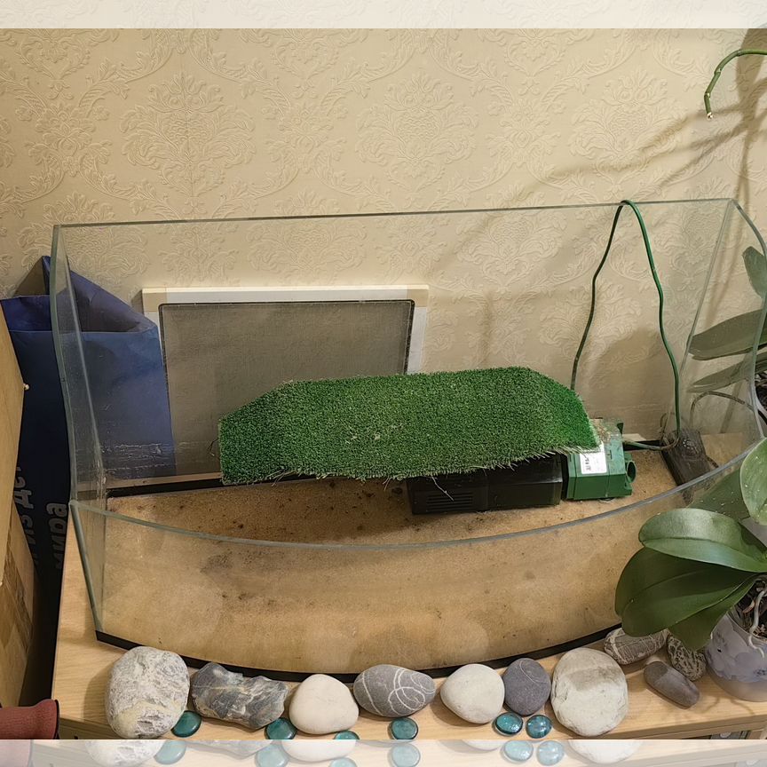 Черепашник большой Акватеррариум