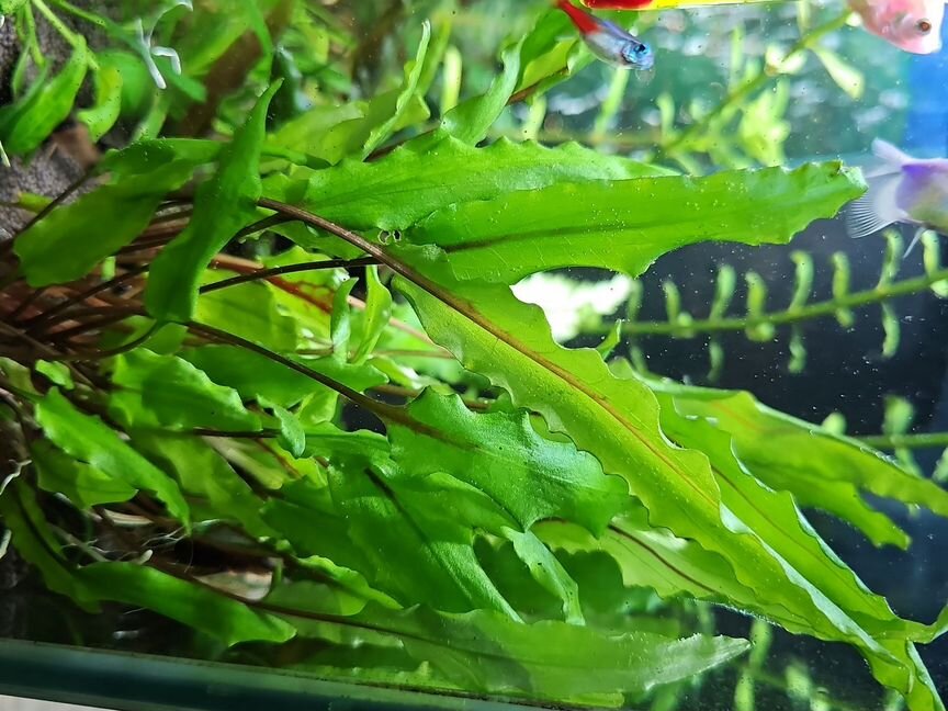 Криптокорина, валиснерия