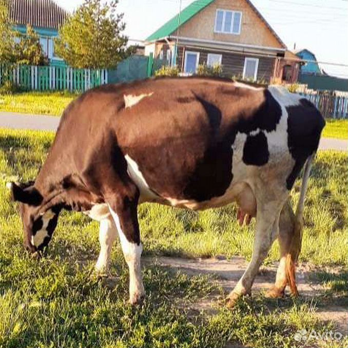 Корова, бык