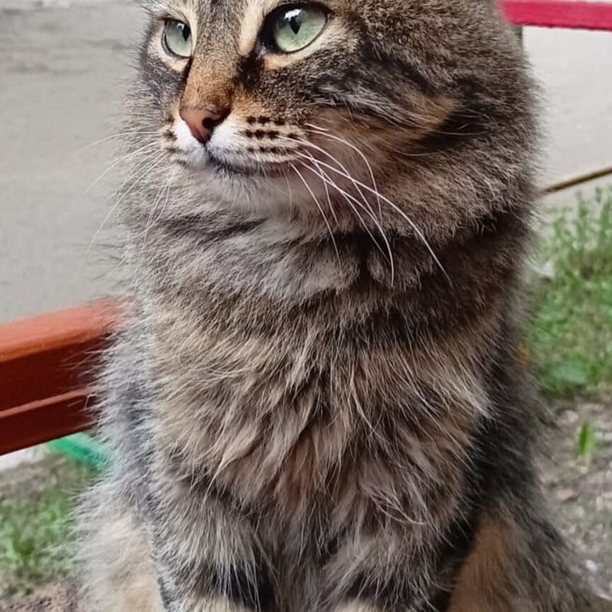 Взрослая кошка в добрые руки