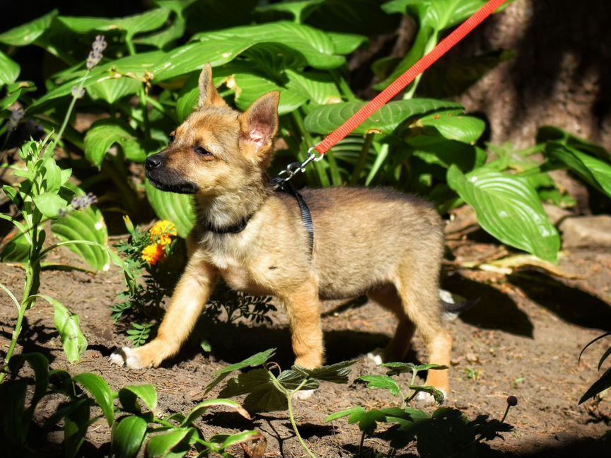 Щенки от мелкой собаки в добрые руки