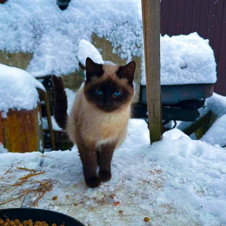 Тайская кошечка замерзает на дачах