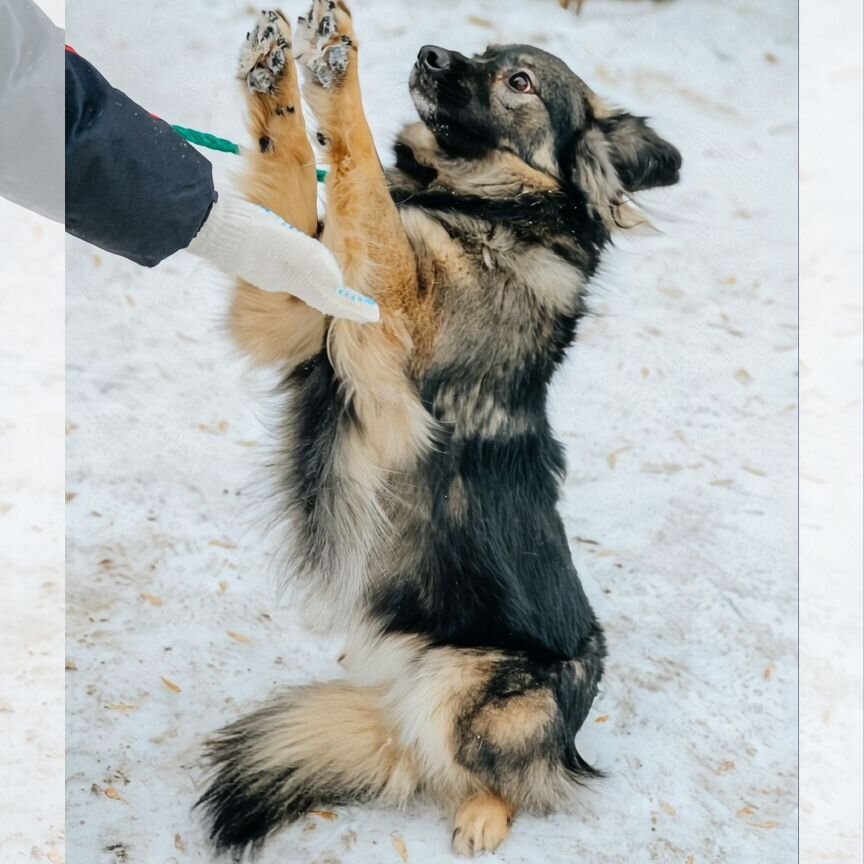 Взрослая собака в добрые руки