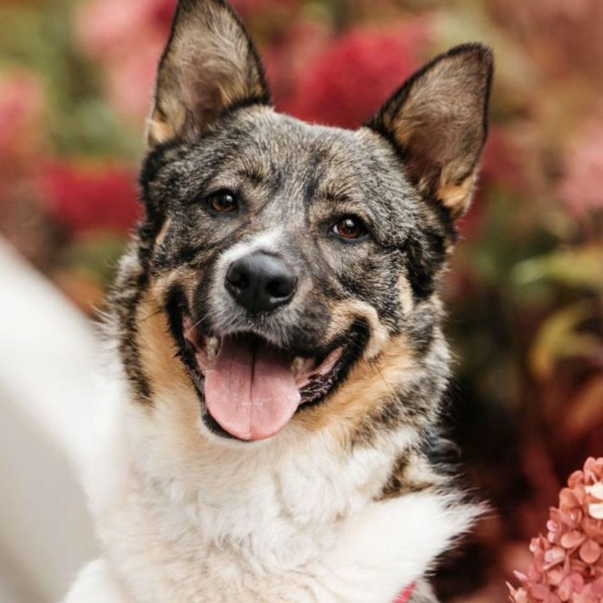 Взрослая собака в добрые руки