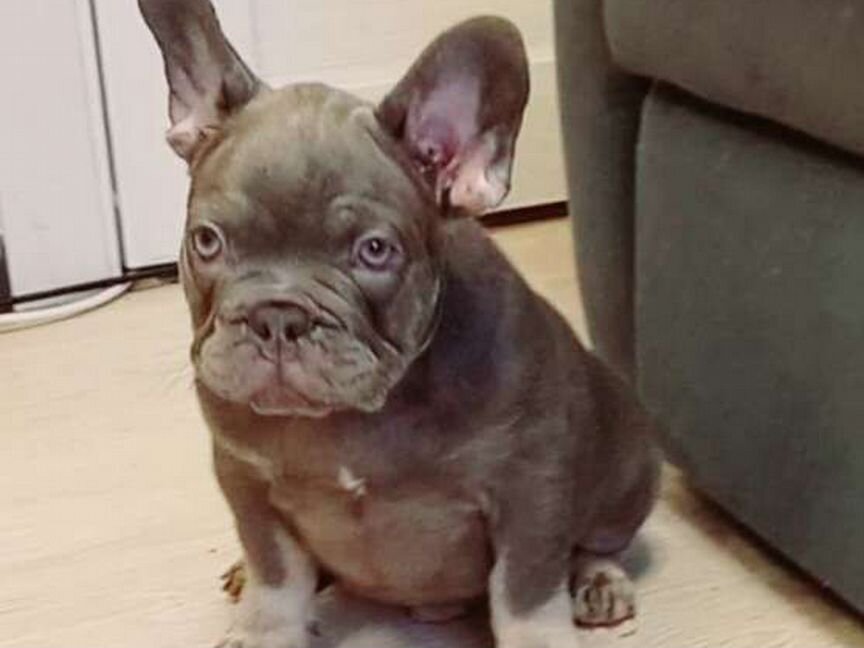 Мальчик Марлон ношение изабелла нью шейд