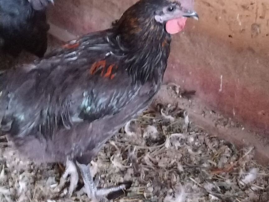 Петухи уйхелюй и лагенданзи