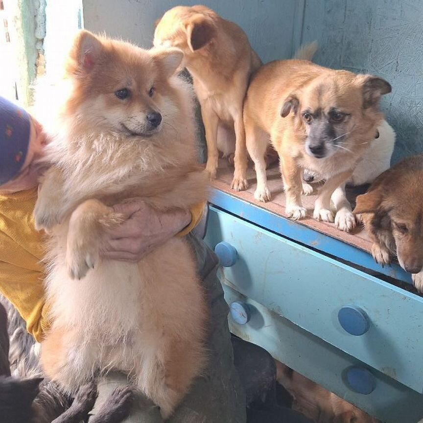 Немецкий шпиц, взрослый пёс