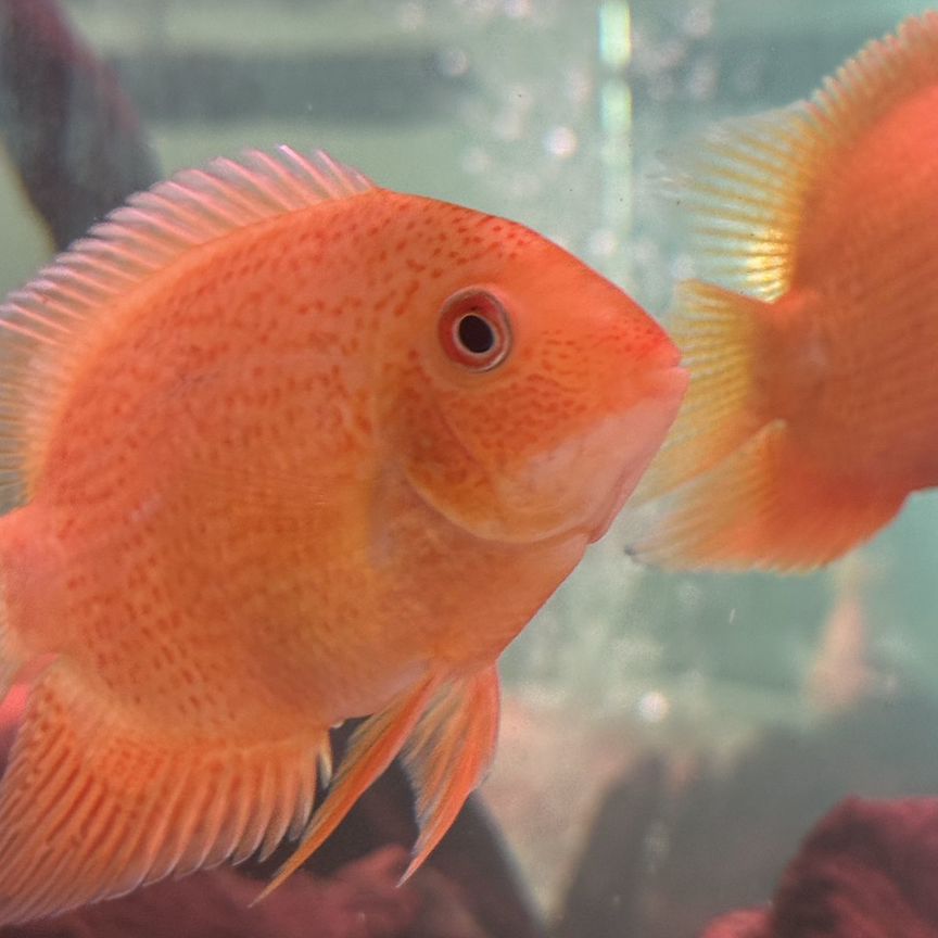 Северум красноточечный