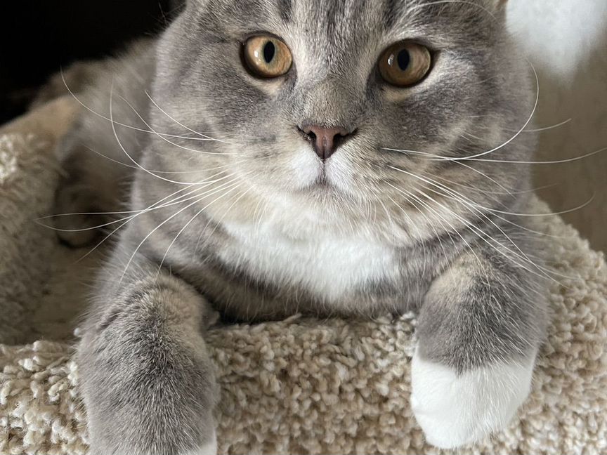 Кот
