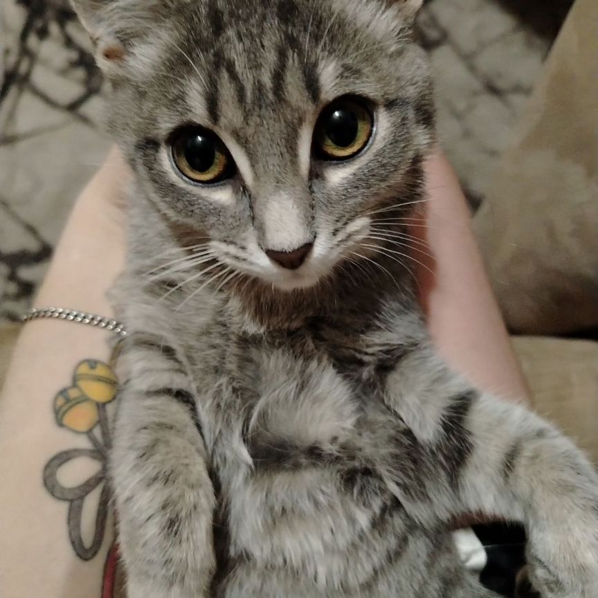 Кошка