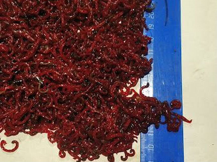 Мотыль Крупный Уральский