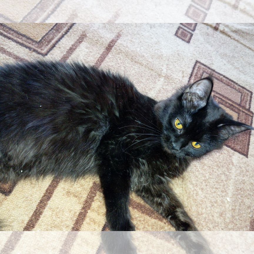 Мейн-кун котёнок