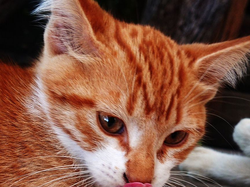 Котёнок. Котёночек. Котейка