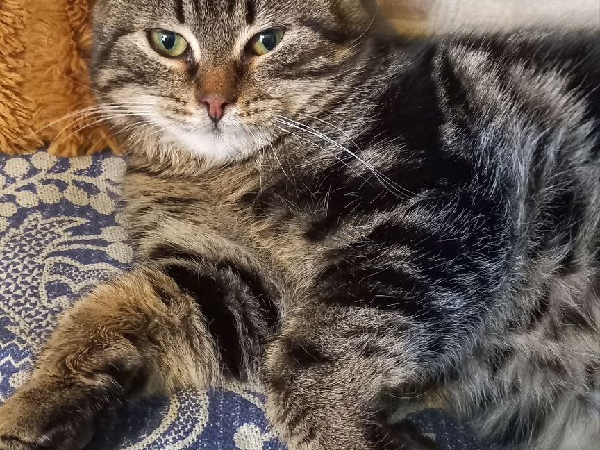 Кот