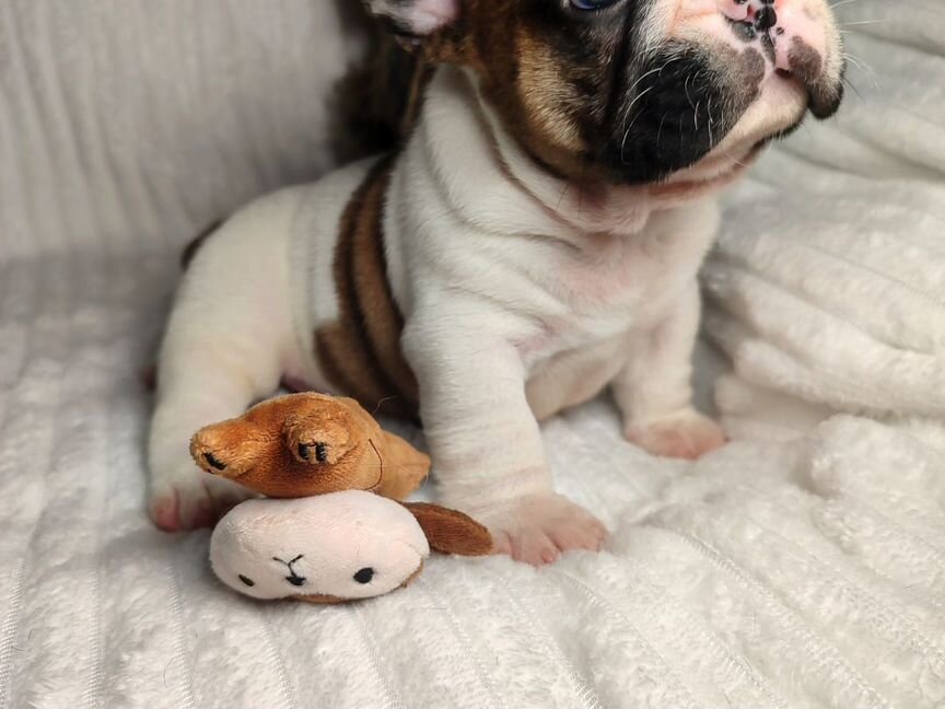 Французский бульдог ярко рыжие и пятно РКФ