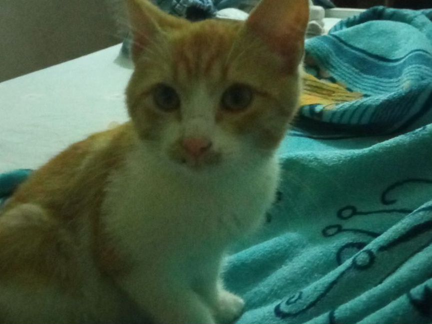 Кот