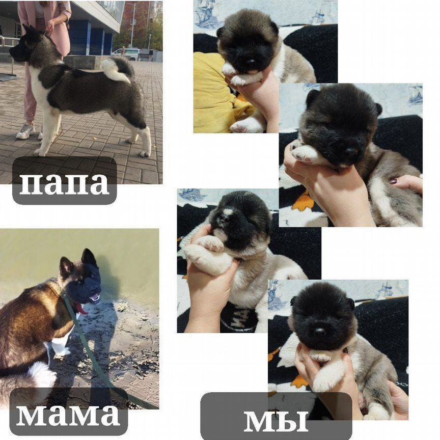 Американская акита, щенок