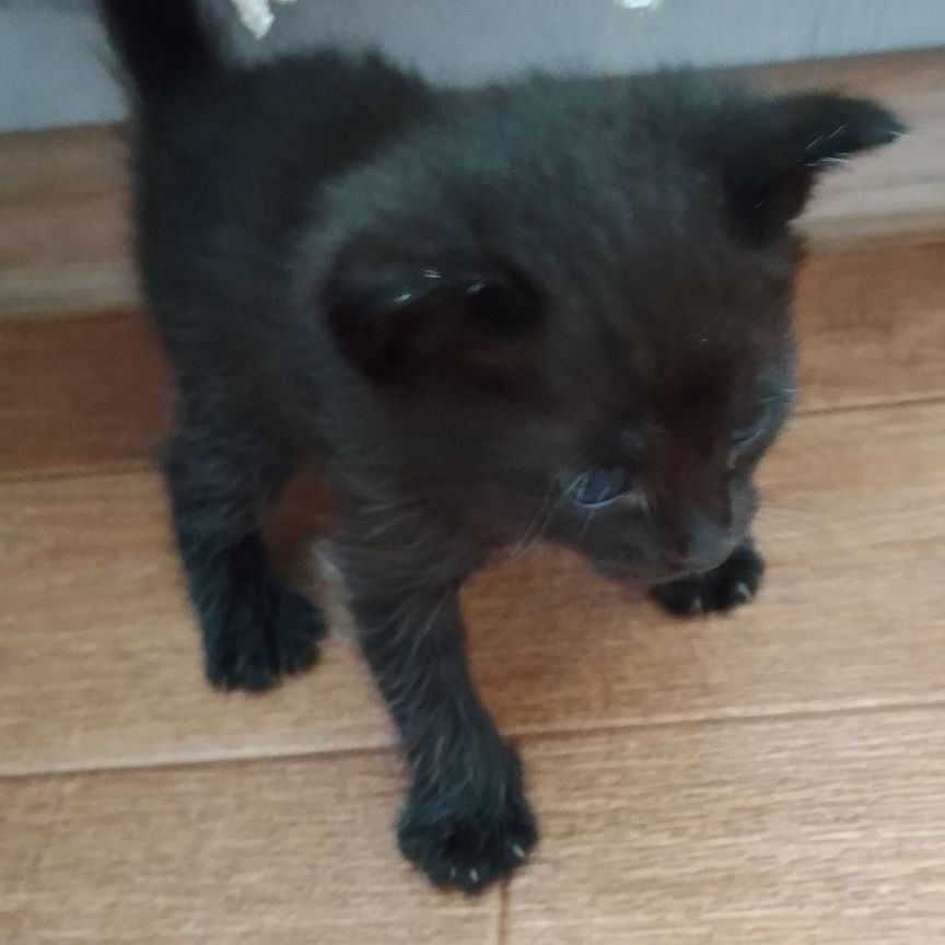 Котишки папа русский мама сфинкс