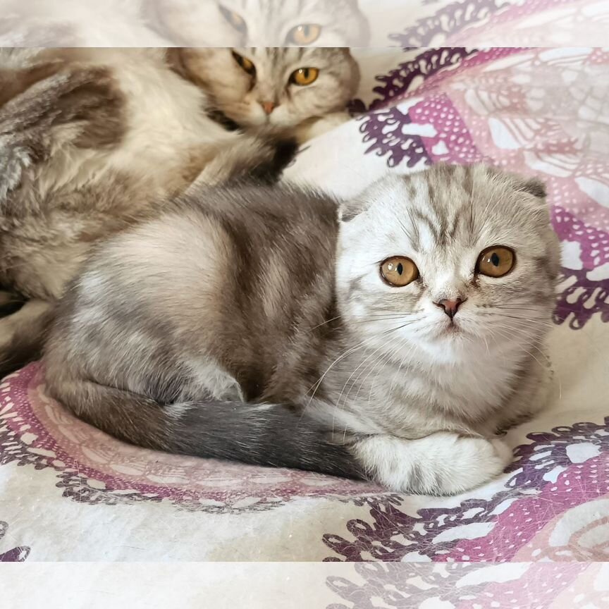 Шотландская вислоухая девочка