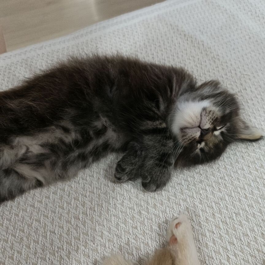 Мейн-кун котёнок