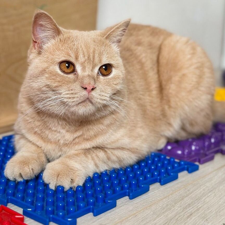 Отдам шотландского кота
