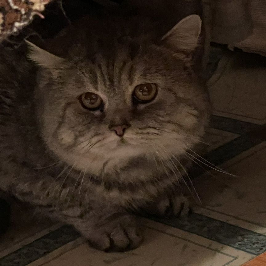 Британский кот в добрые руки