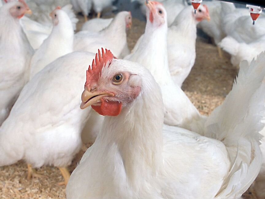 Бройлер на забой 2 - 4 кг. Доставка. Оптом